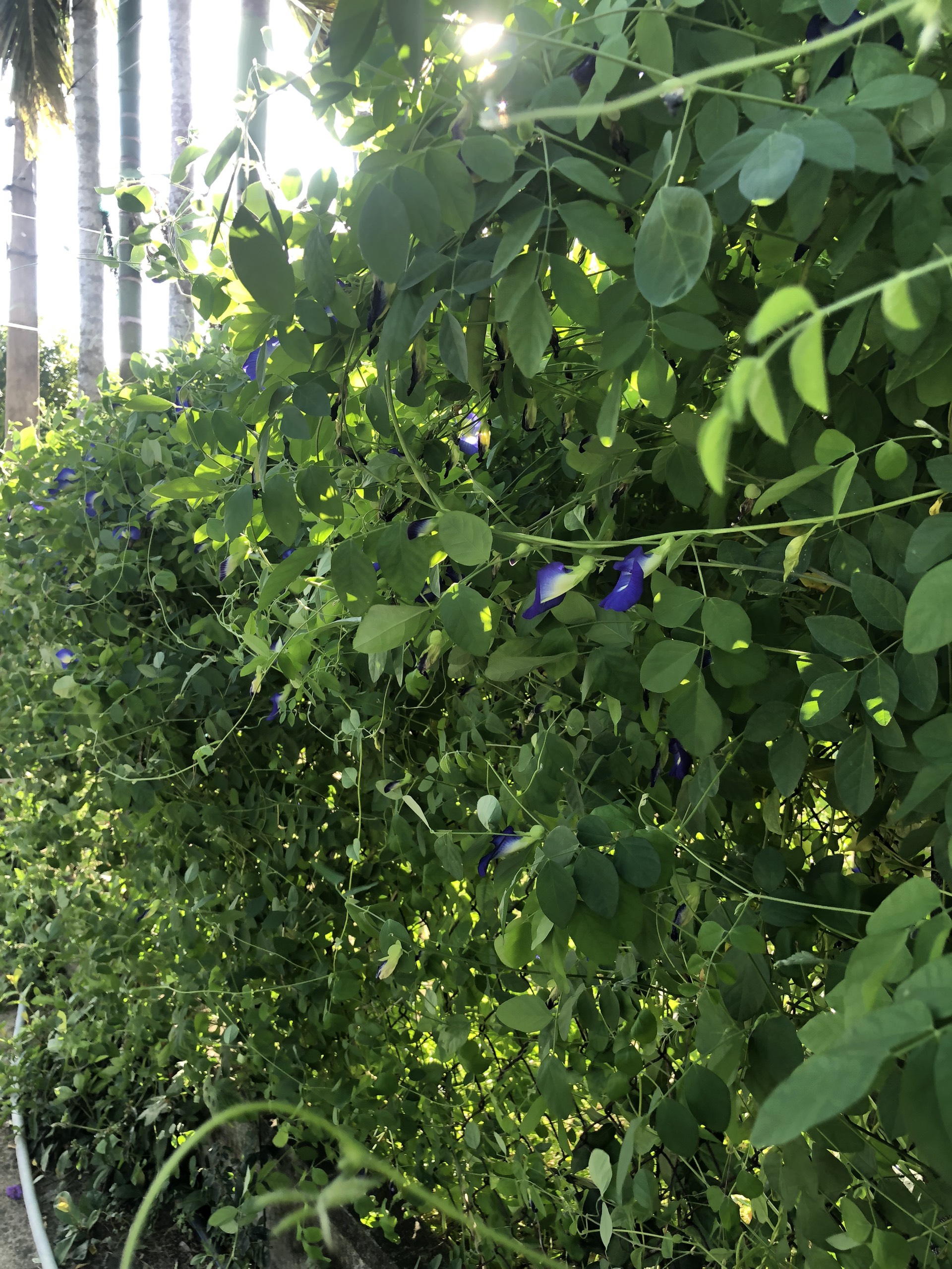 SẬP HẦM: Chỉ 15,8 triệu/m sở hữu mảnh đất ngay tại Cẩm Châu - Hội An ...